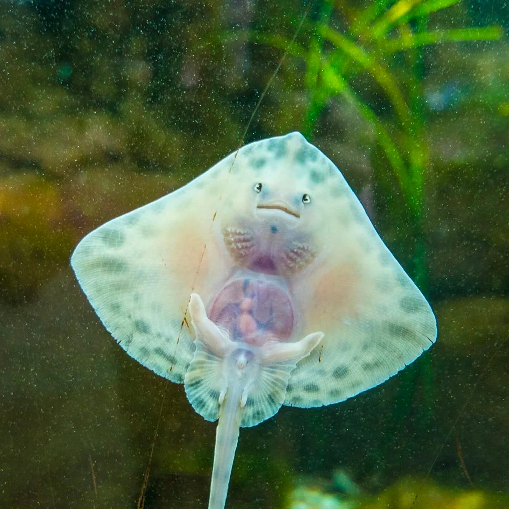Sincere Sea Star Cylinder in Chongqing Celebrates Arrival of Baby ...